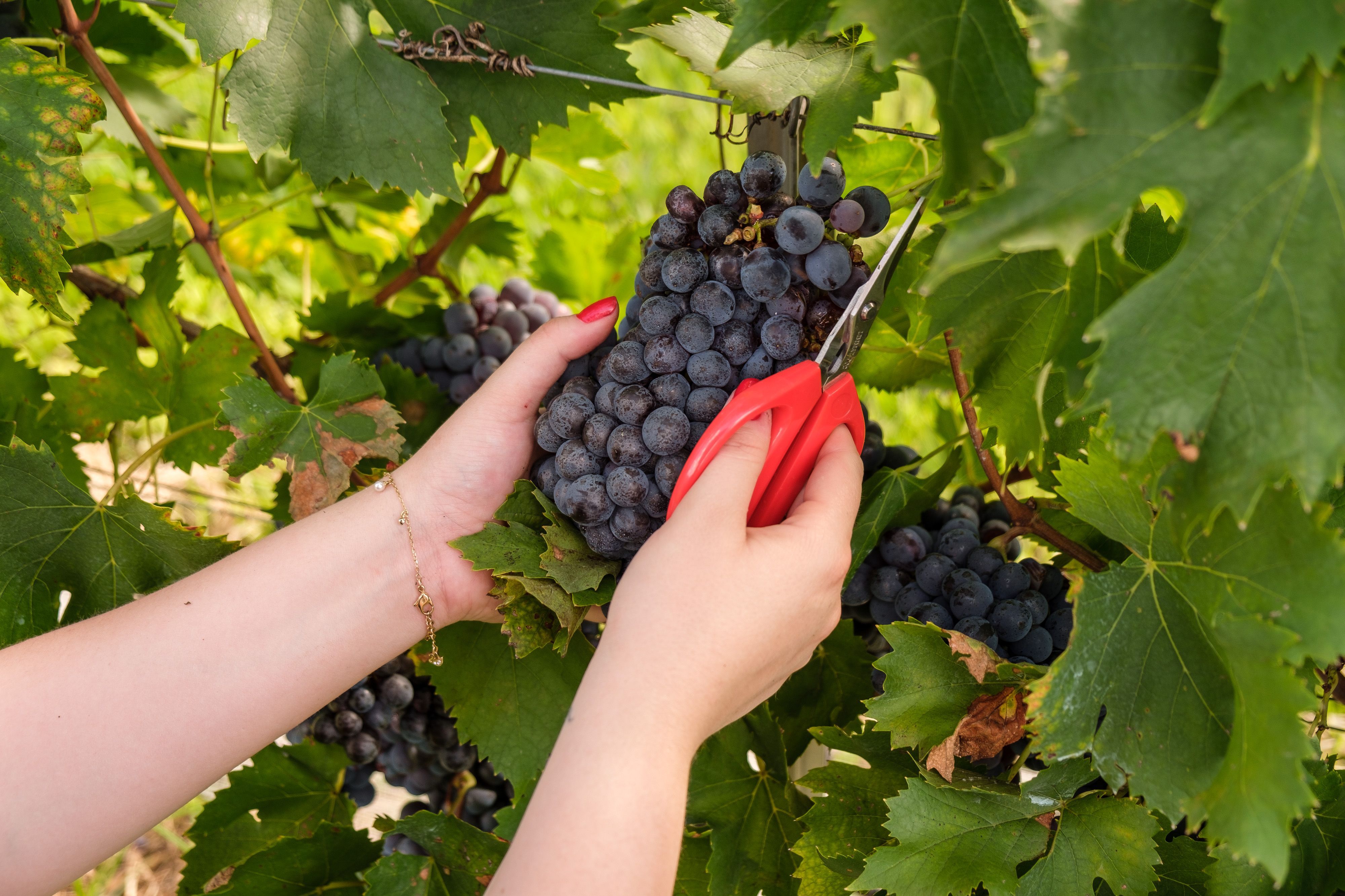 Vindima no Vinhedo do Mundo - Dal Pizzol 2023 - Wine Locals