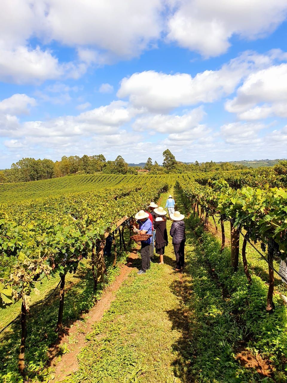 Saga da Uva - A experiência na vinícola Casa Perini - Wine Locals
