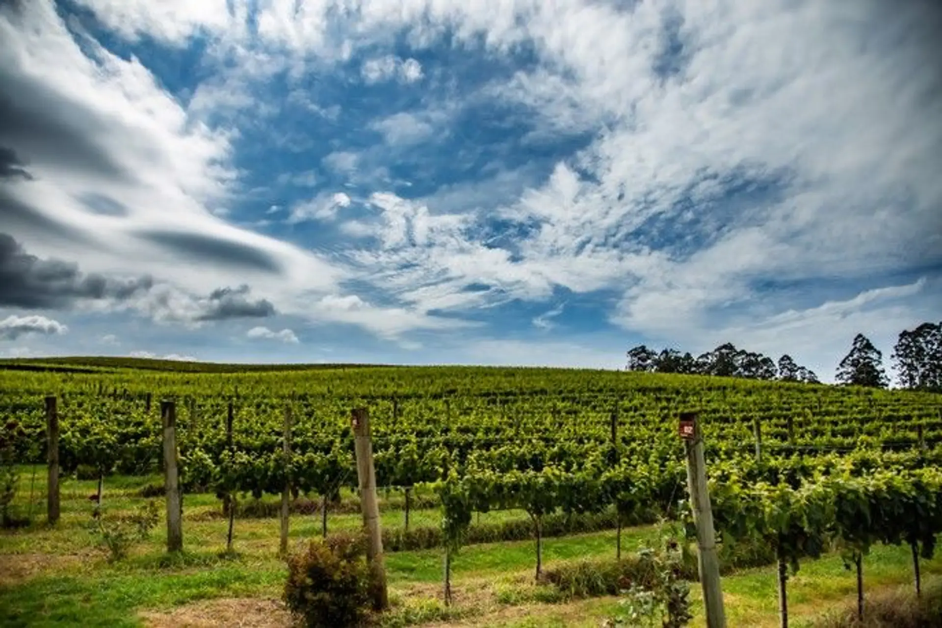 Wine Sunset na Vinícola Góes - SPWF - Wine Locals